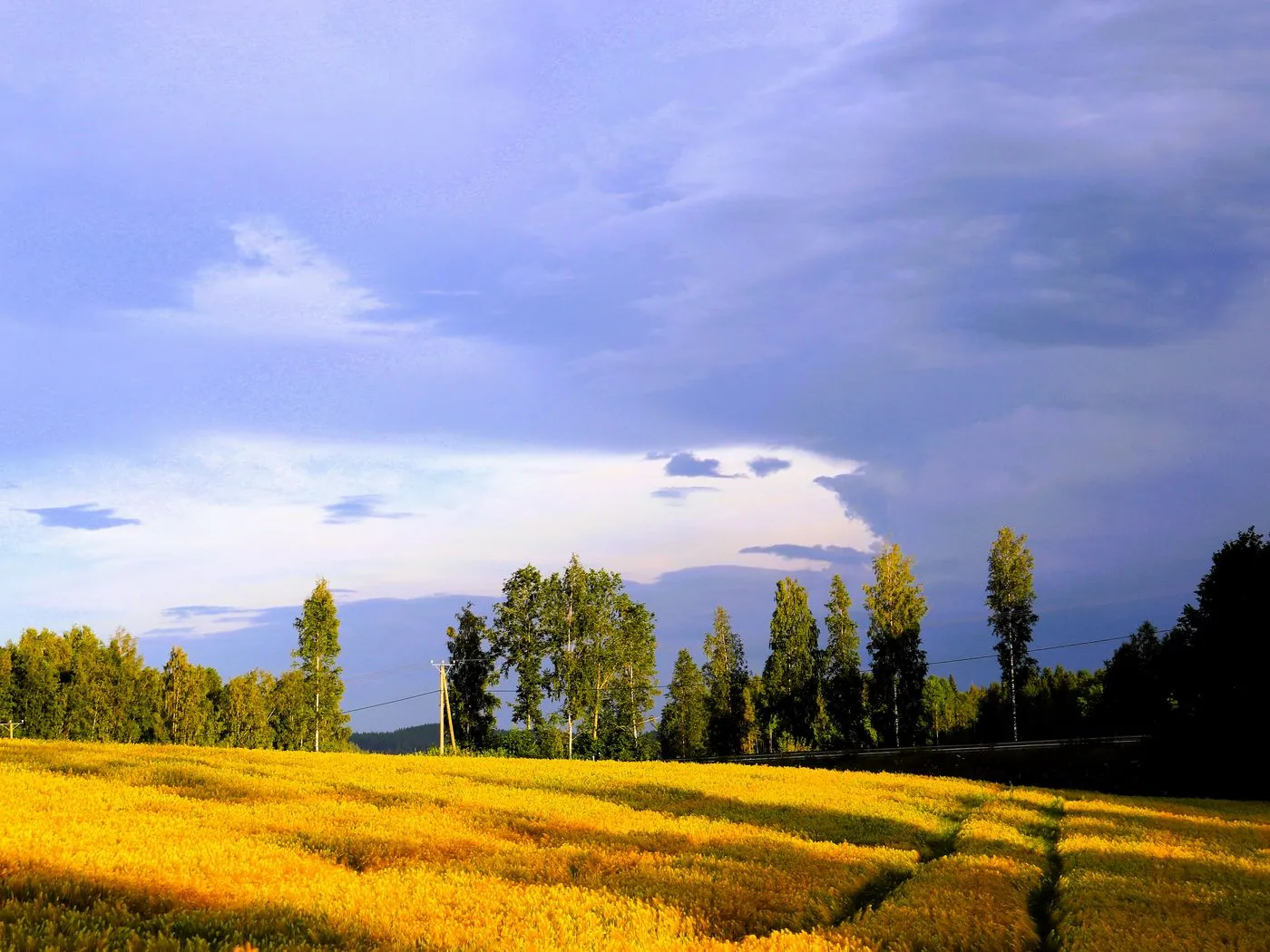 peizash - Collection | OpenSea